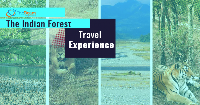 8 Breathtaking Forests in India for visting Nature Lovers
