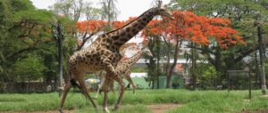 11 Prominent Zoological Parks to Visit in India - TripBeam Blog